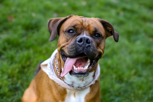 Types of Boxer Dog Breeds You Should Know - Petglimpse.com